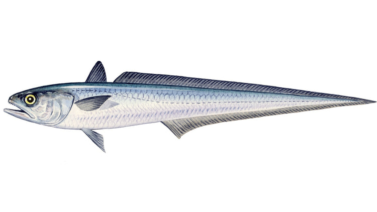 Why Hoki Oil Is the Best Pet Supplement | Newflands NZ